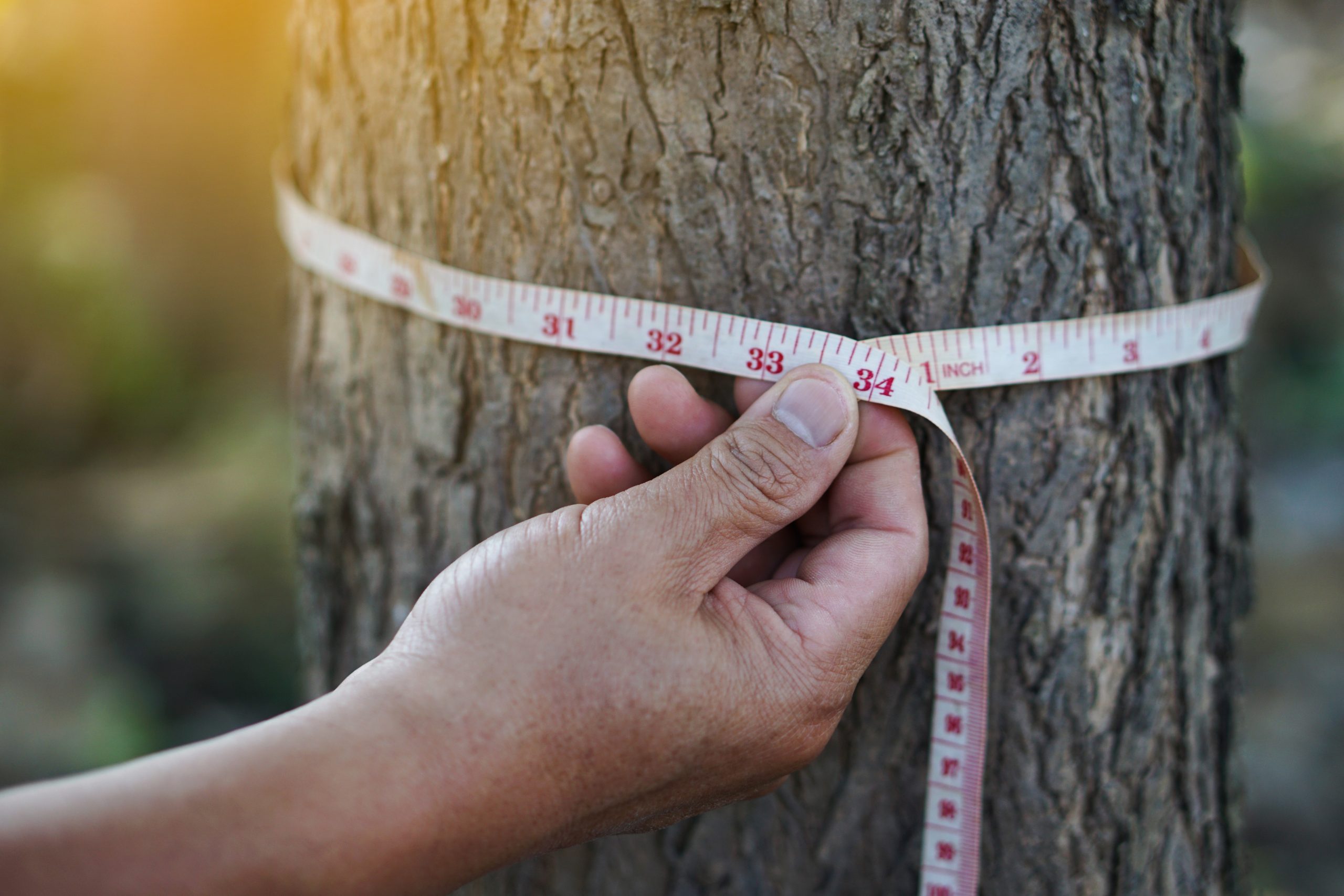 The Benefits of Tree Surveys | NorthernArb Tree Services | Blog
