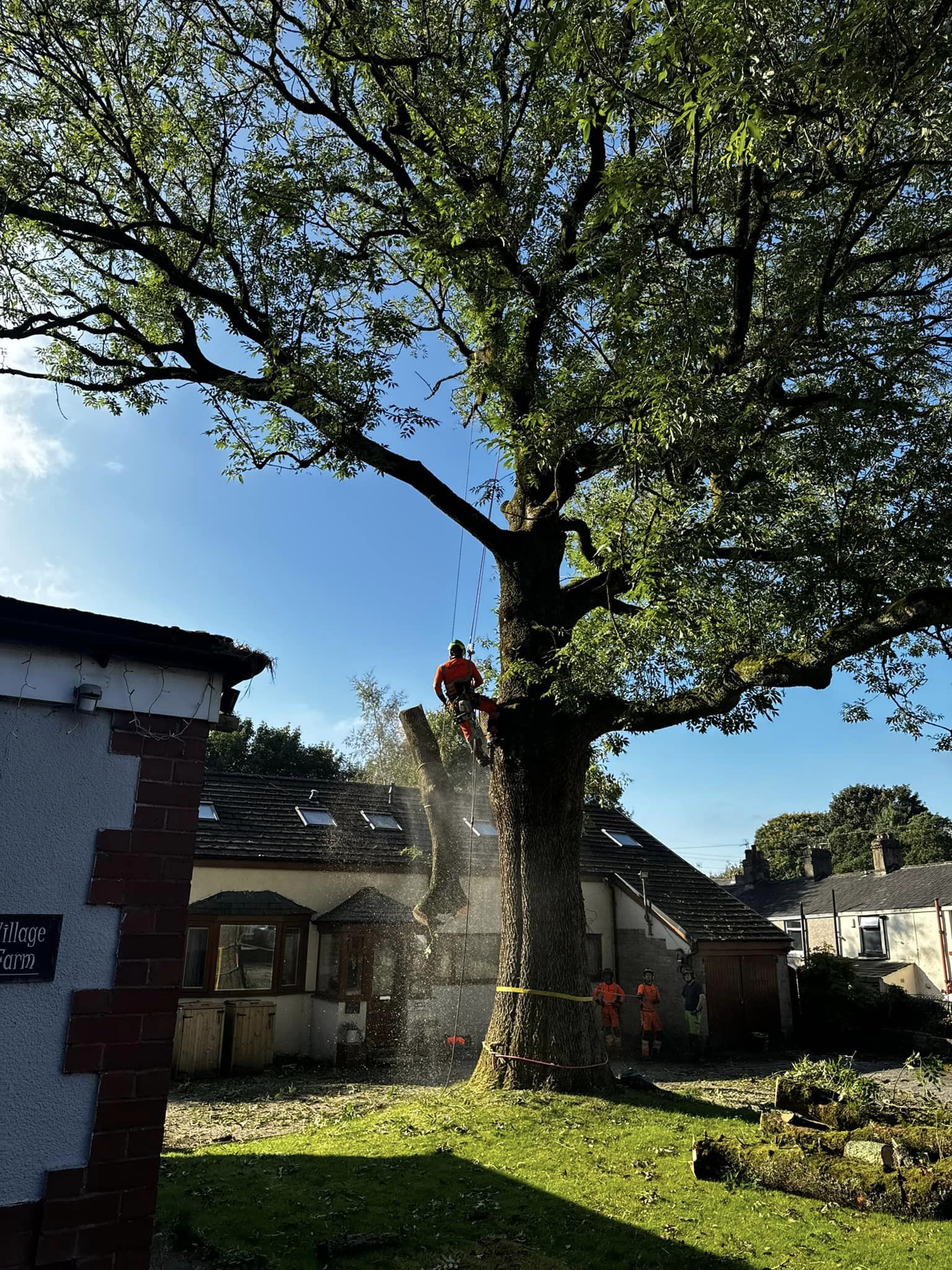 Tree Surgeons North West | NorthernArb Tree Services | Call Now